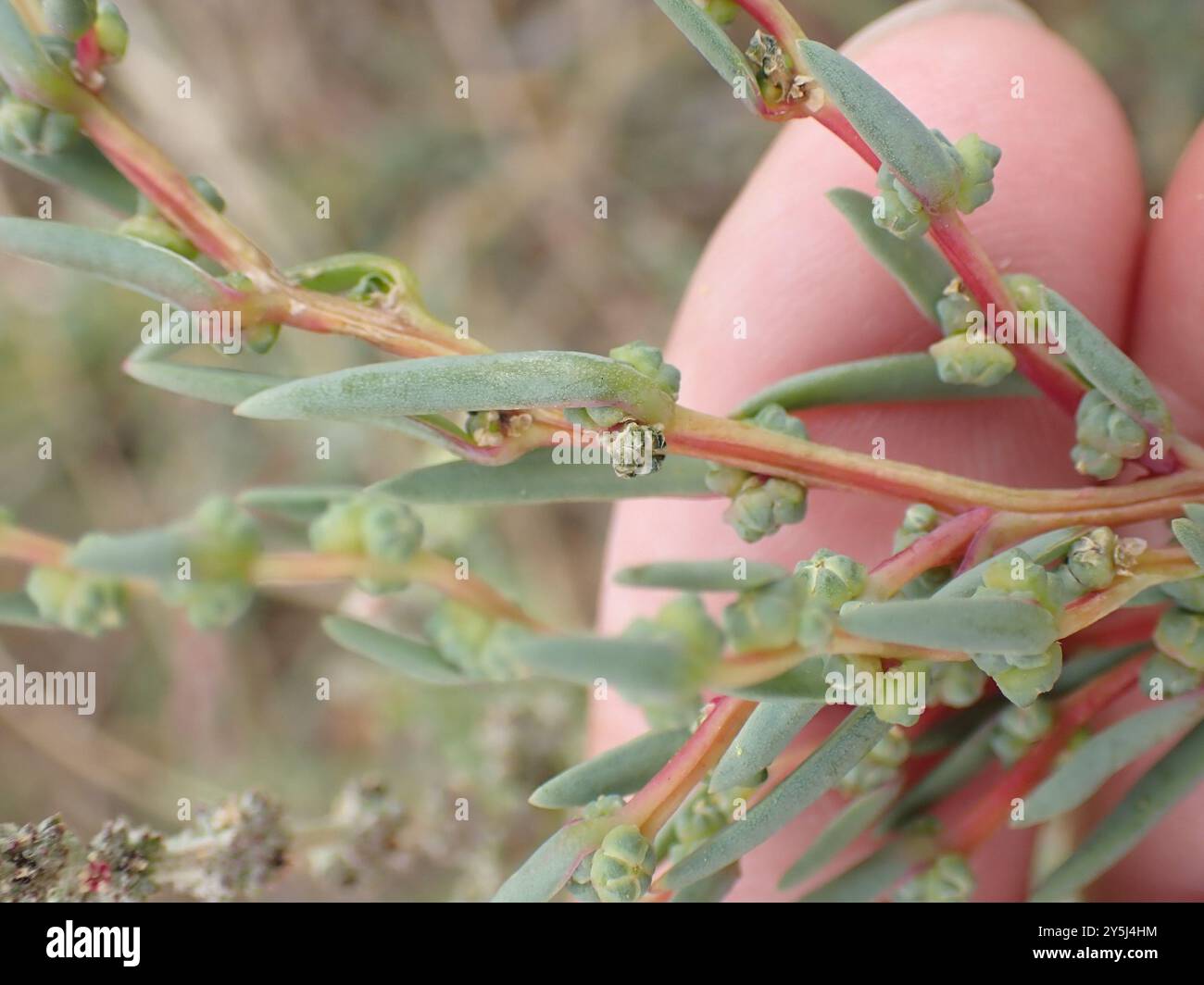 Herbaceous Seepweed (Suaeda maritima) Plantae Stock Photo - Alamy