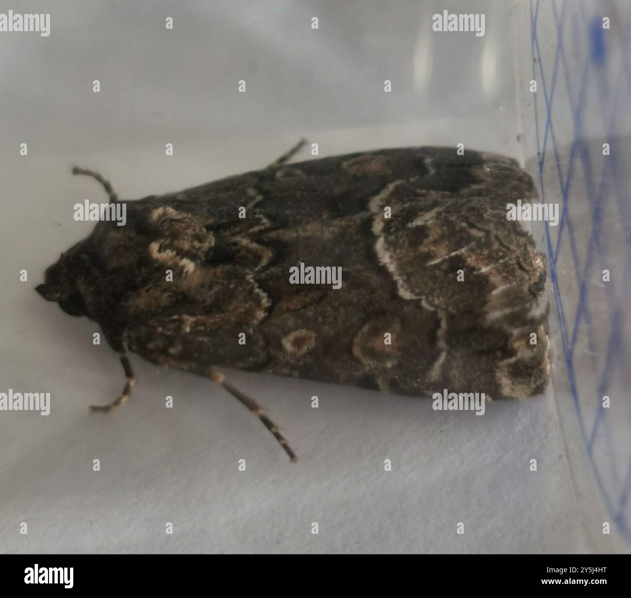Straw Underwing (Thalpophila matura) Insecta Stock Photo - Alamy
