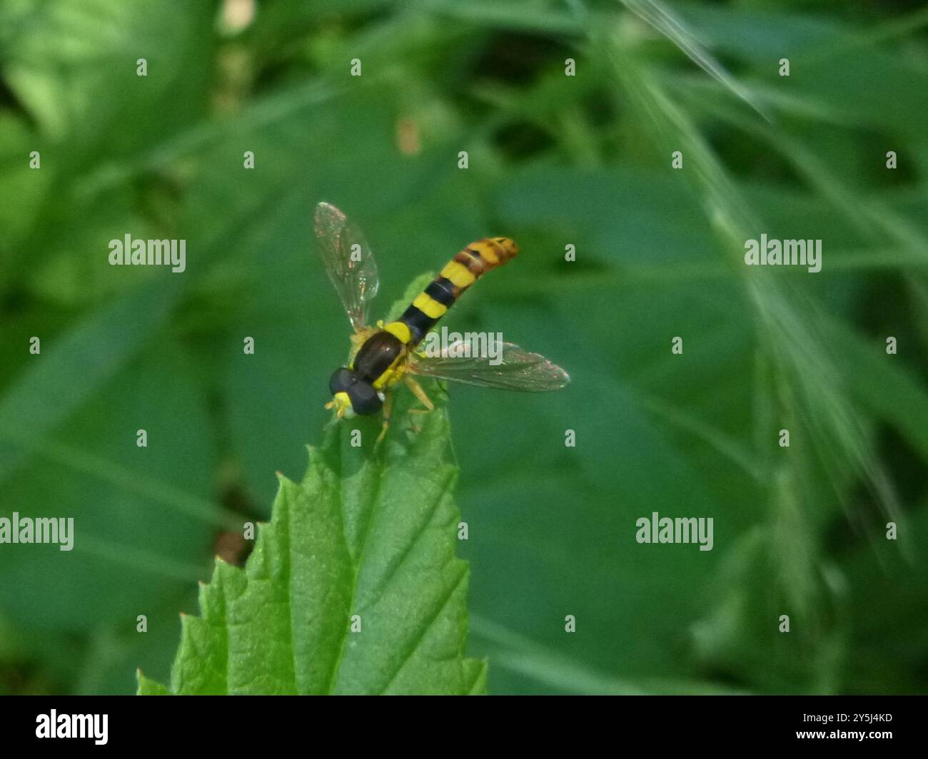 Common Globetail (Sphaerophoria scripta) Insecta Stock Photo - Alamy