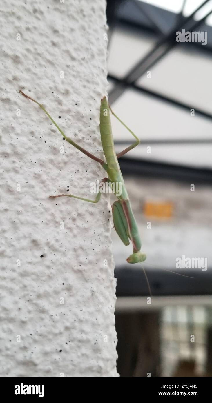 Mediterranean Mantis (Iris oratoria) Insecta Stock Photo - Alamy