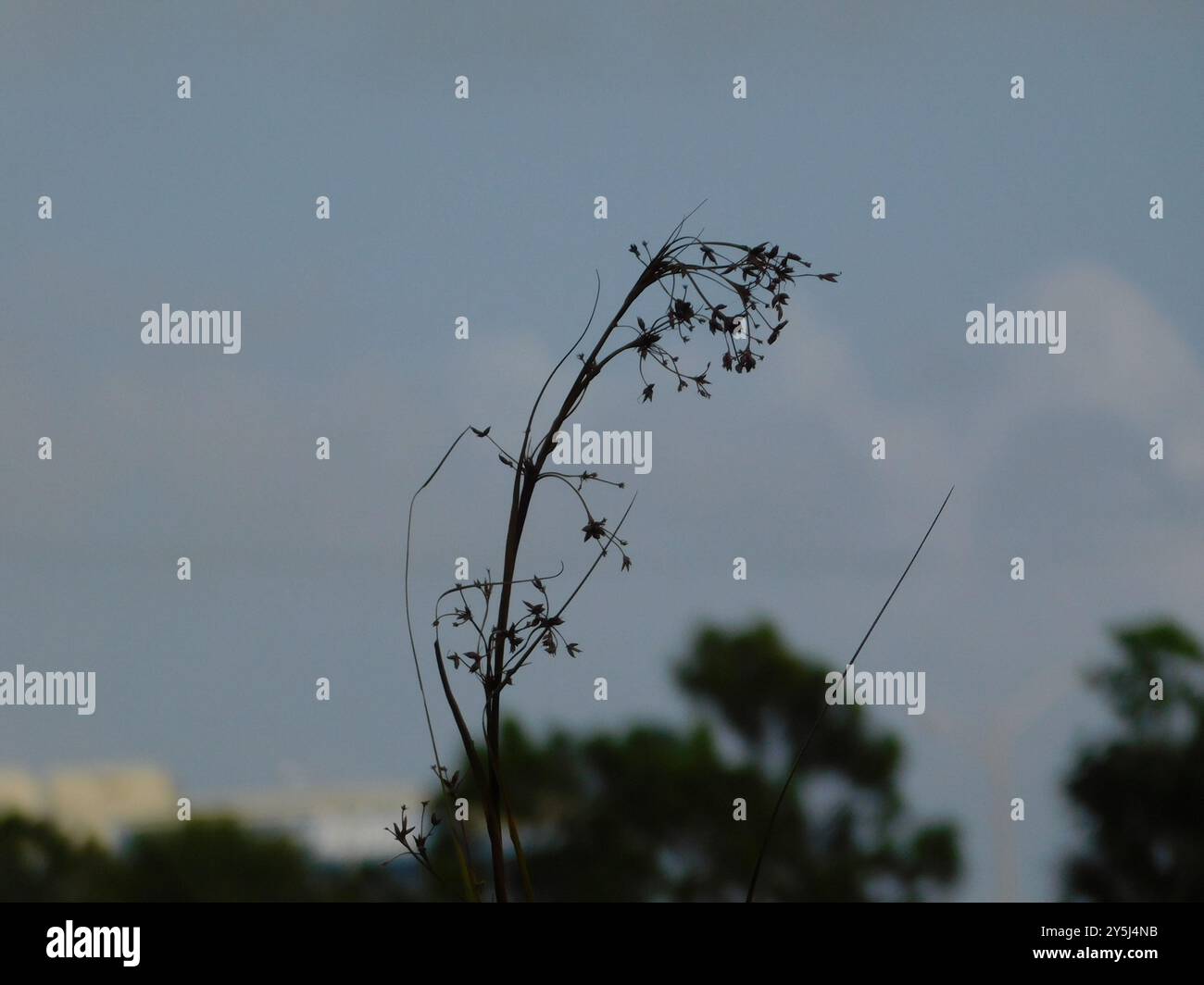 Jamaica swamp sawgrass (Cladium mariscus jamaicense) Plantae Stock ...
