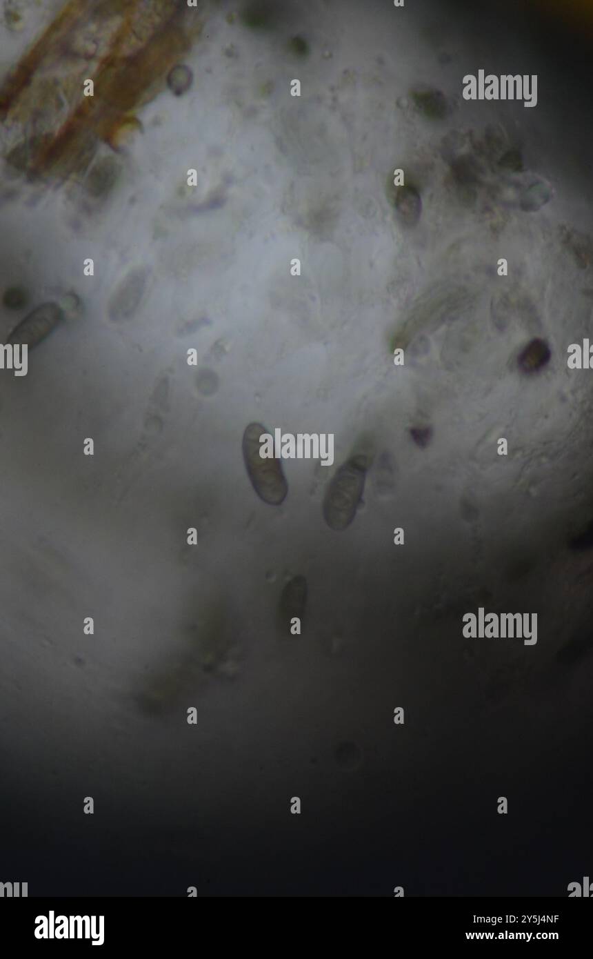 (Pyrenula occidentalis) Fungi Stock Photo - Alamy