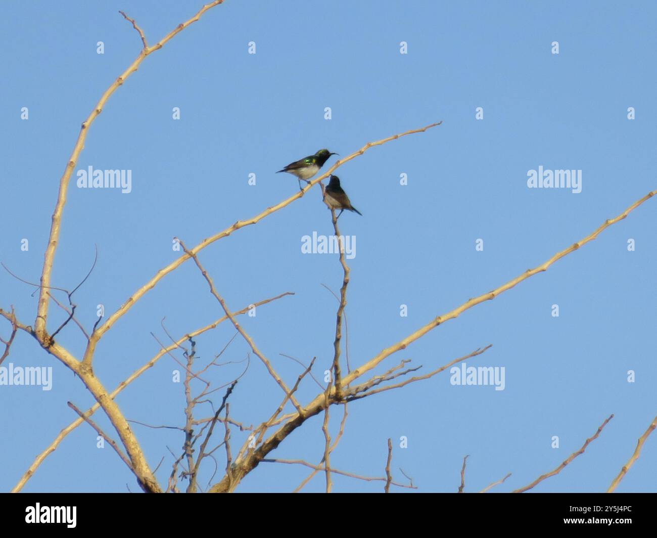 White-breasted Sunbird (Cinnyris talatala) Aves Stock Photo - Alamy