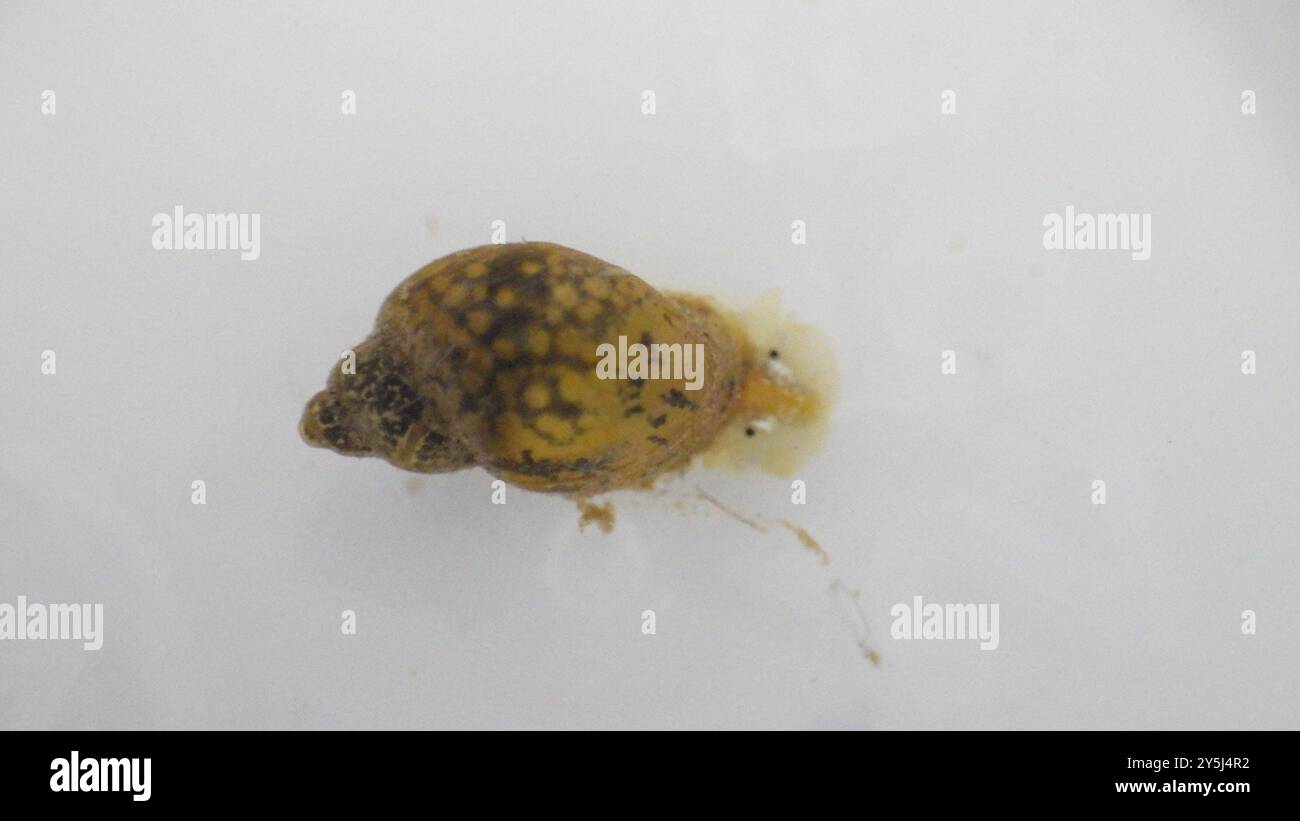 Pond Snails, Bladder Snails, and Allies (Lymnaeoidea) Mollusca Stock ...