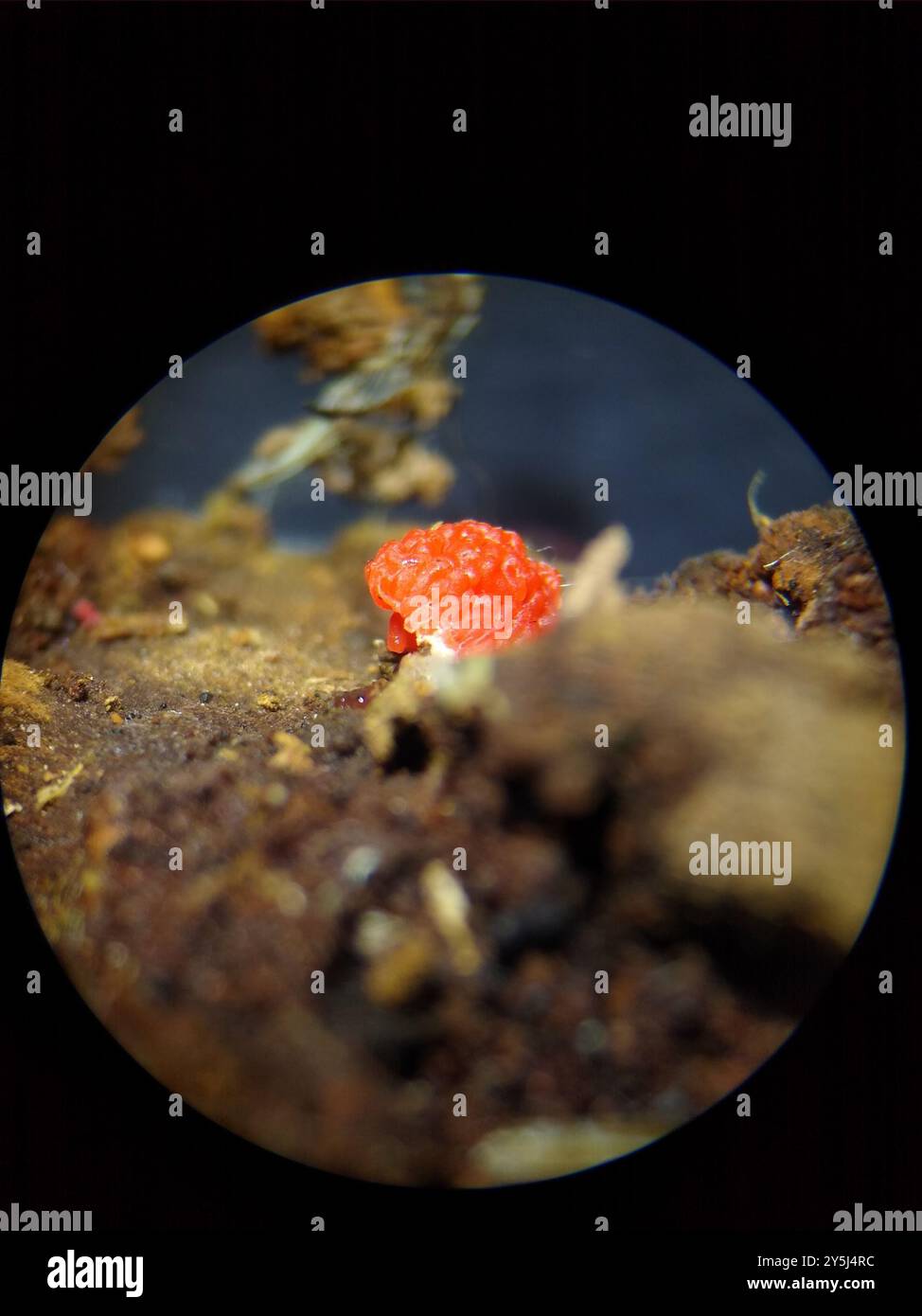 Red Raspberry Slime Mold (Tubifera ferruginosa) Protozoa Stock Photo ...