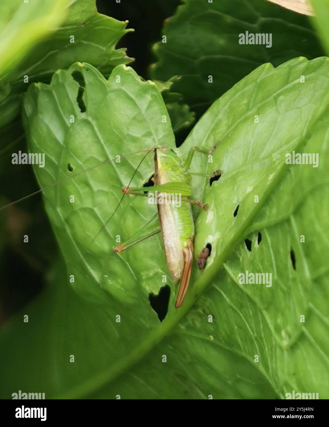 Long-winged Conehead (Conocephalus fuscus) Insecta Stock Photo - Alamy