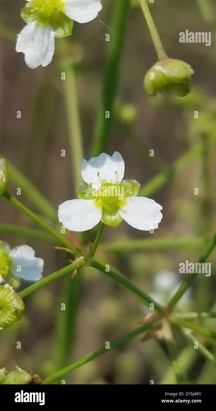 northern water-plantain (Alisma triviale) Plantae Stock Photo - Alamy