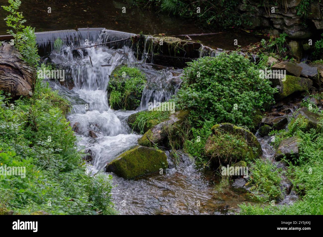 Landscape stream surrounded lush plants hi-res stock photography and ...