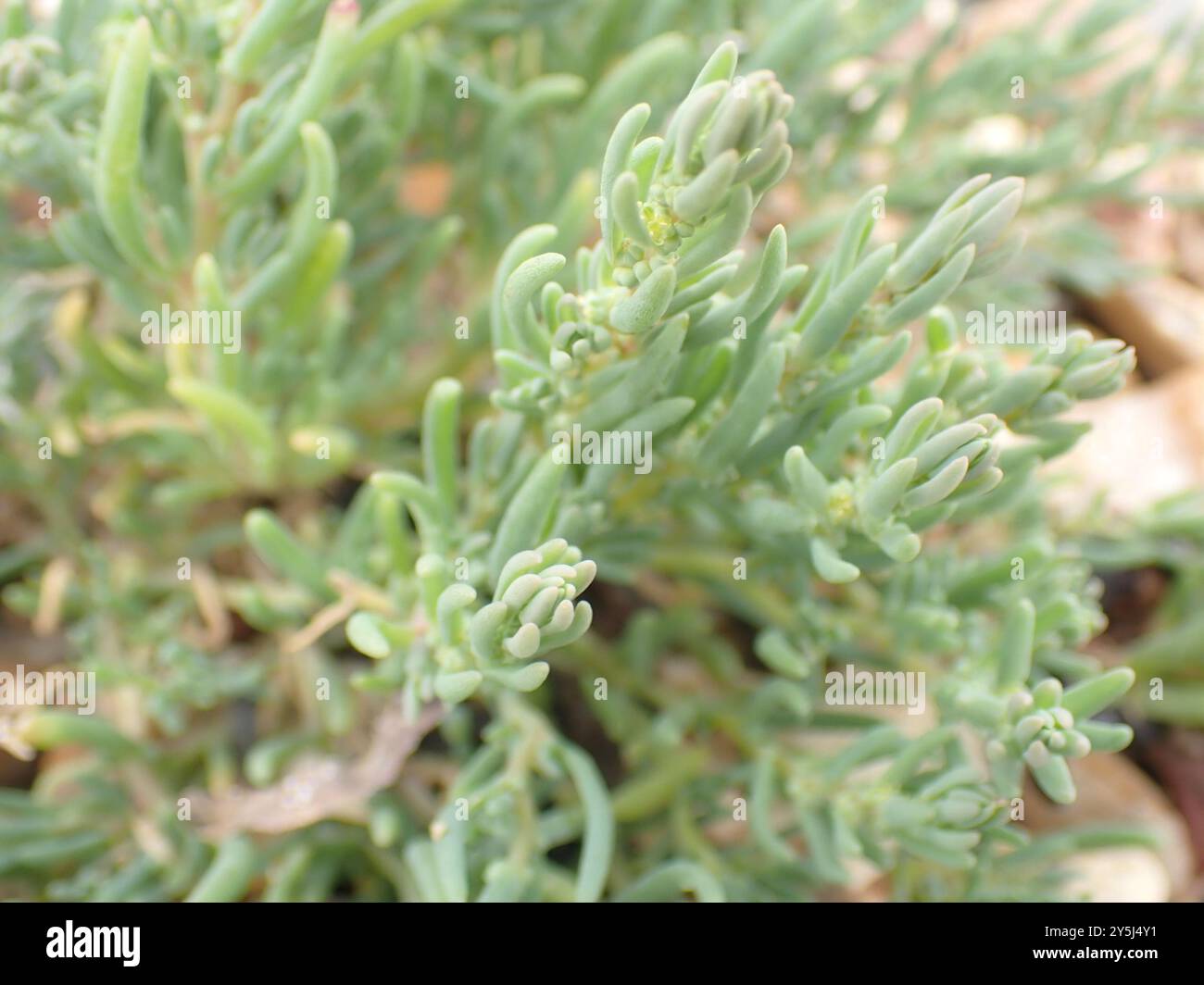 Herbaceous Seepweed (Suaeda maritima) Plantae Stock Photo - Alamy