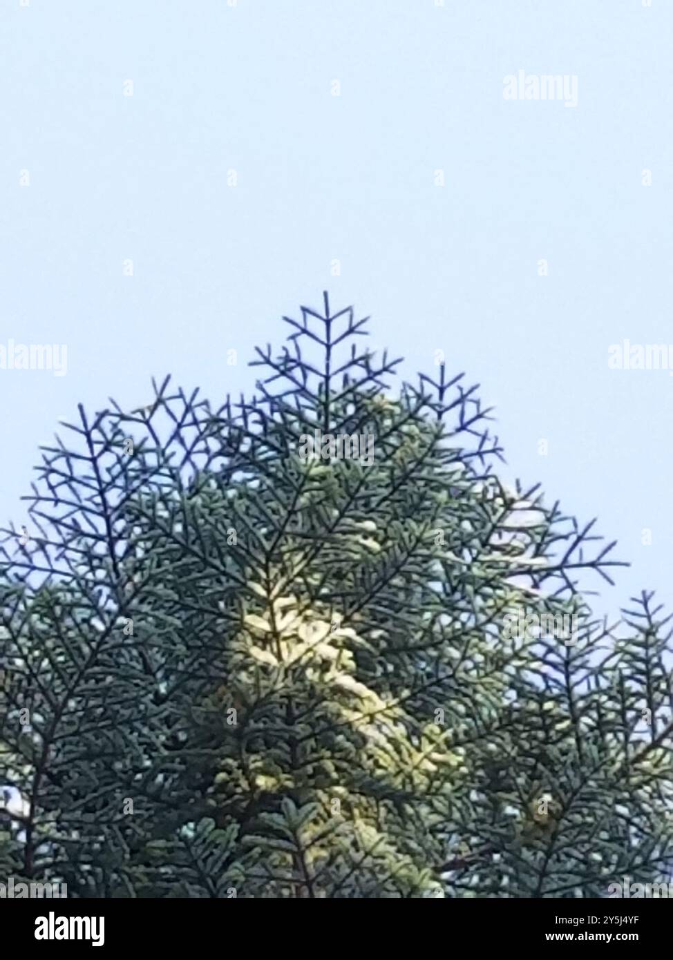 red fir (Abies magnifica) Plantae Stock Photo - Alamy