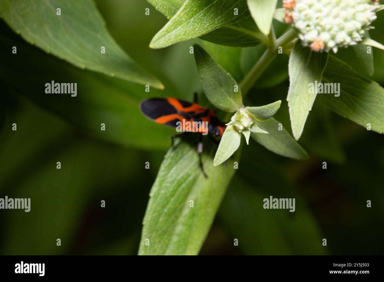 False Milkweed Bug (Lygaeus turcicus) Insecta Stock Photo - Alamy