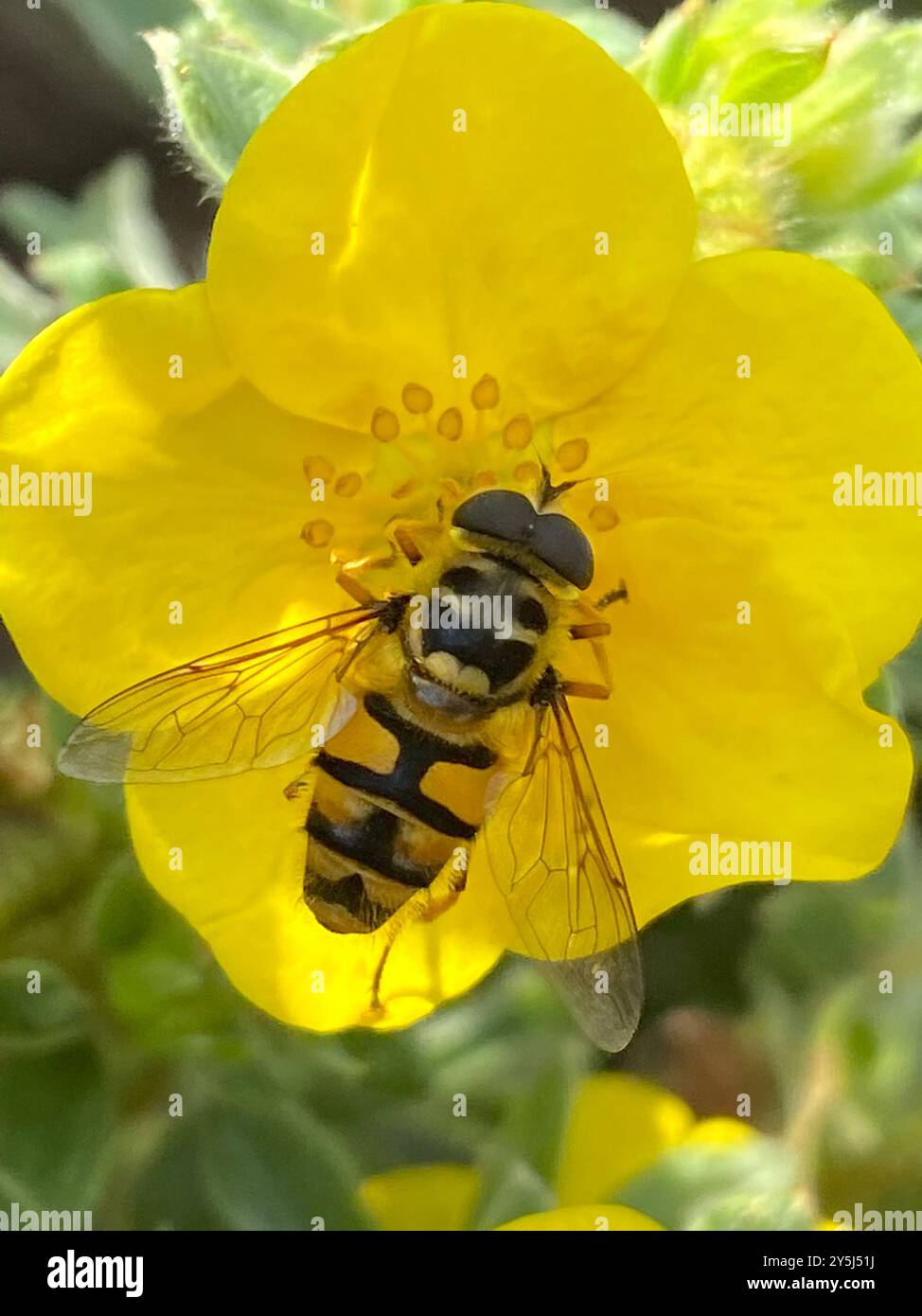 Yellow-haired Sun Fly (Myathropa florea) Insecta Stock Photo - Alamy
