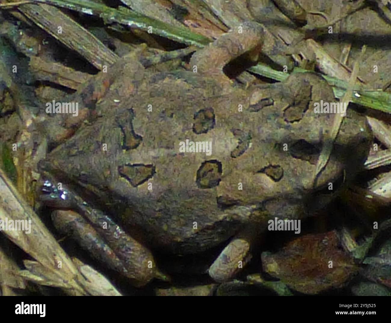 North American Toads (Anaxyrus) Amphibia Stock Photo - Alamy