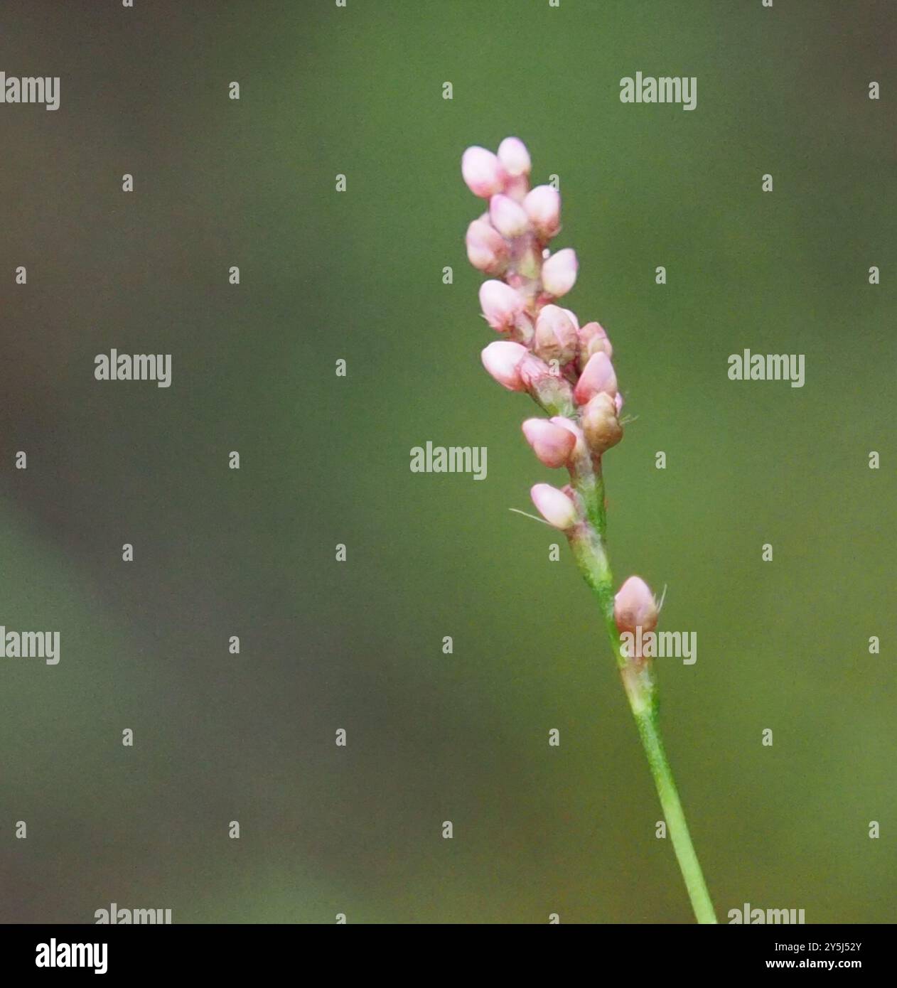 low smartweed (Persicaria longiseta) Plantae Stock Photo - Alamy