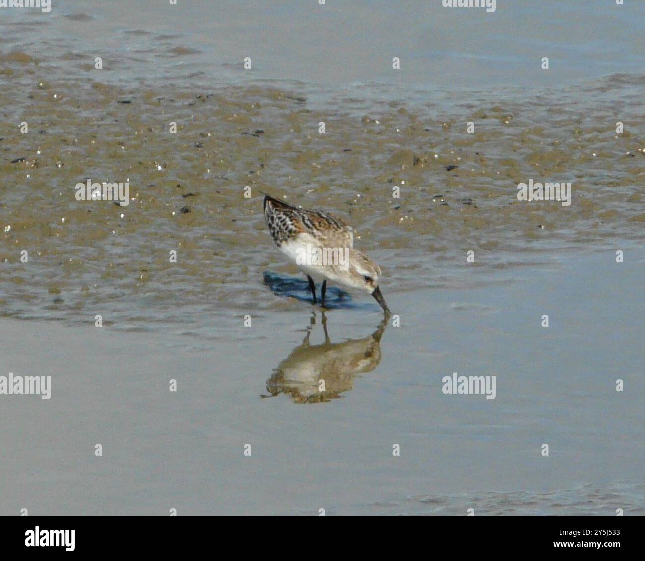 Western Sandpiper (Calidris mauri) Aves Stock Photo - Alamy
