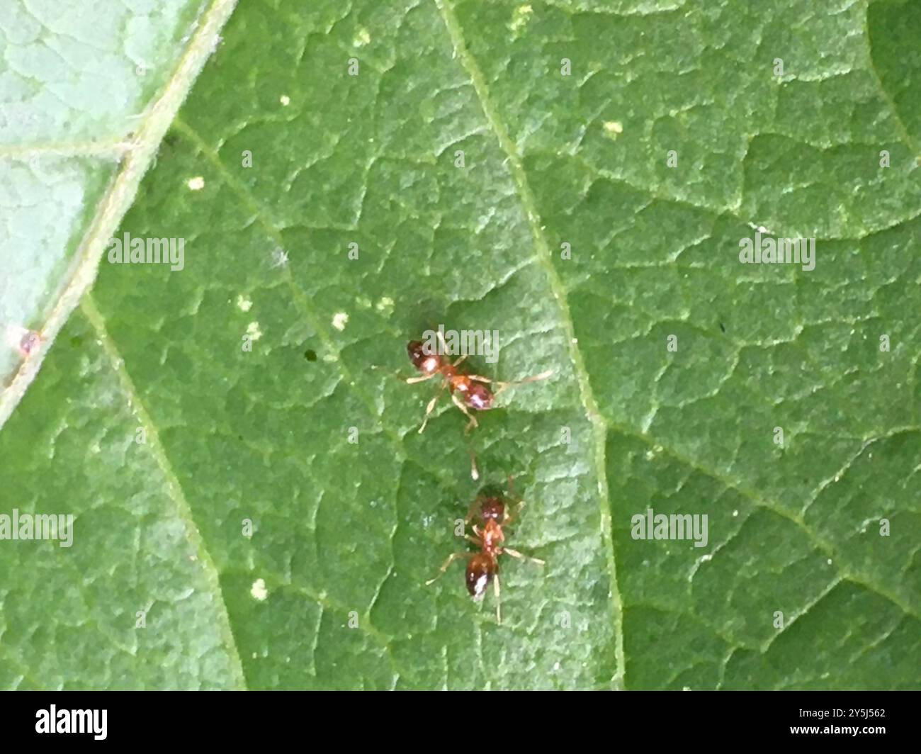 Yellow-footed Ant (Nylanderia flavipes) Insecta Stock Photo - Alamy