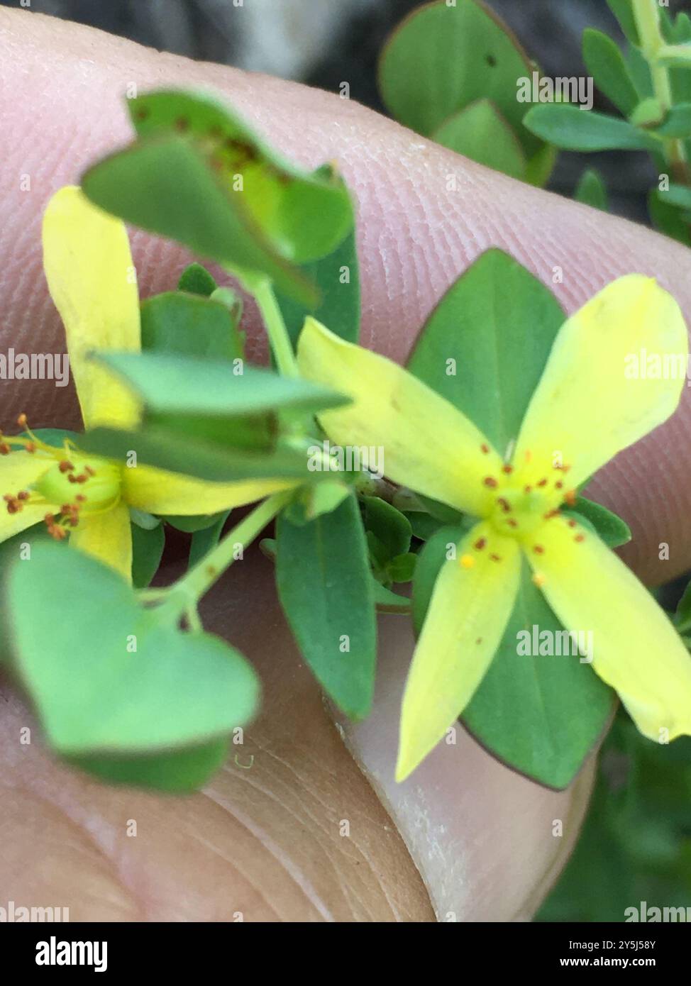 St. Andrew's cross (Hypericum hypericoides) Plantae Stock Photo - Alamy