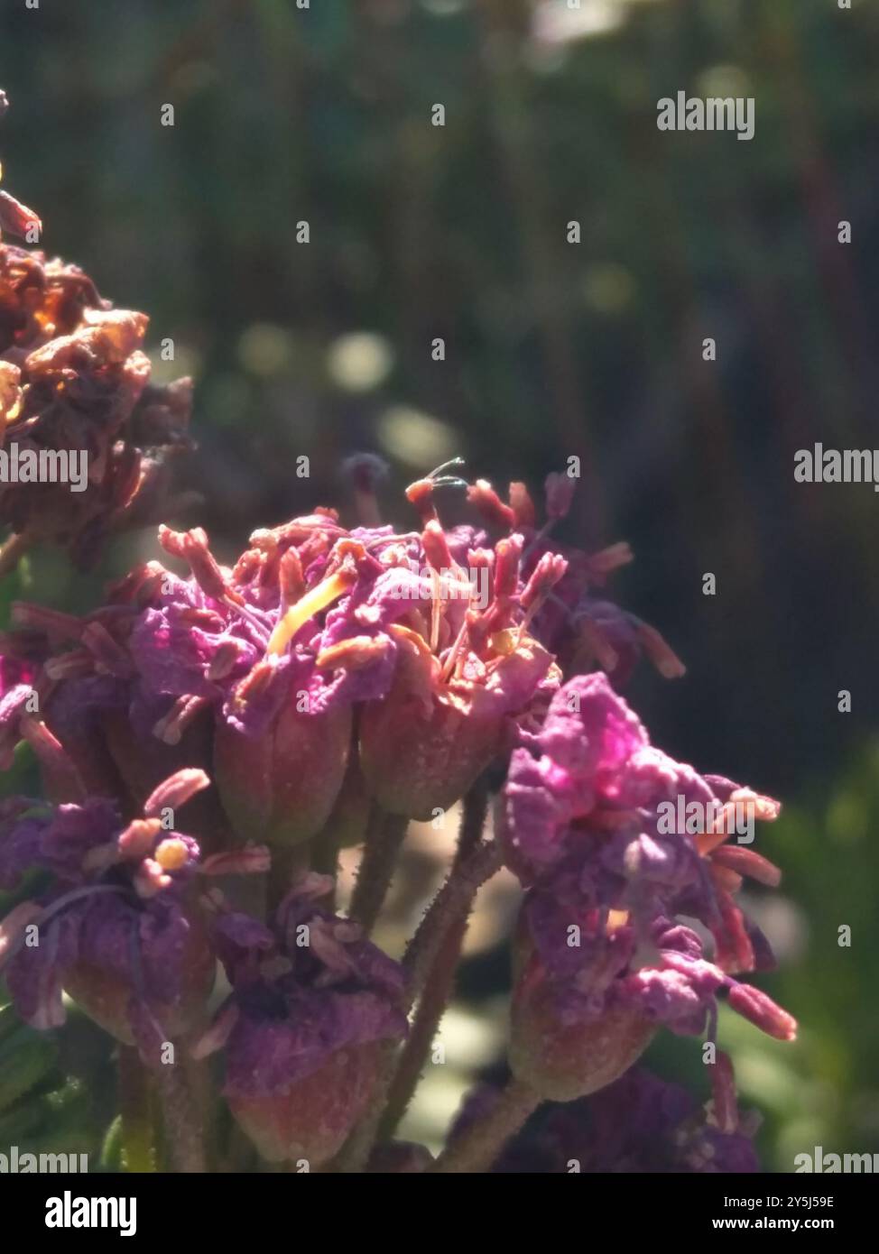 Purple Mountain-heath (Phyllodoce breweri) Plantae Stock Photo - Alamy