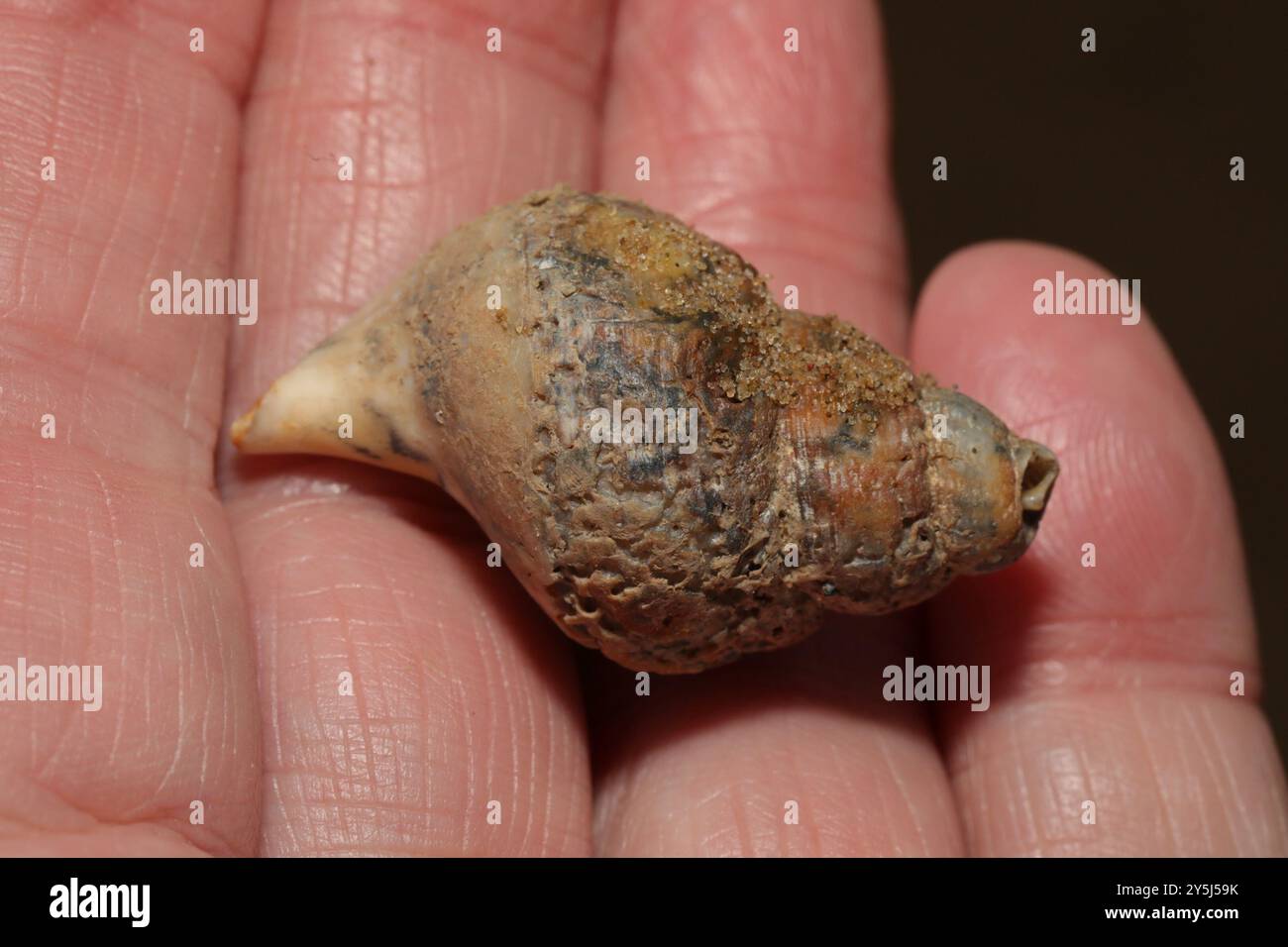 Common Whelk (Buccinum undatum) Mollusca Stock Photo - Alamy