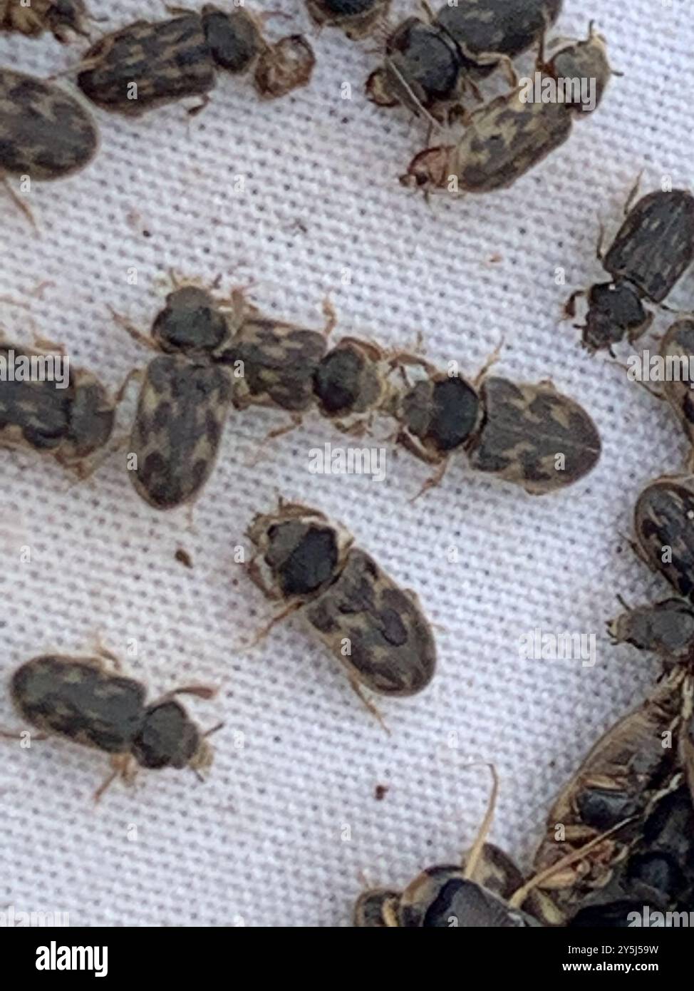 Variegated Mud-loving Beetles (Heteroceridae) Insecta Stock Photo - Alamy