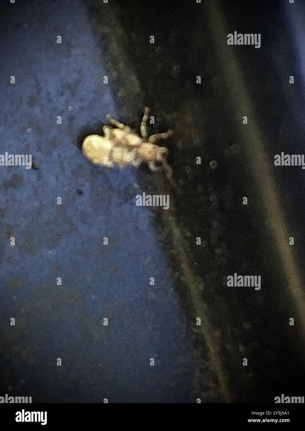 Peach Root Weevil (Pseudoedophrys hilleri) Insecta Stock Photo - Alamy