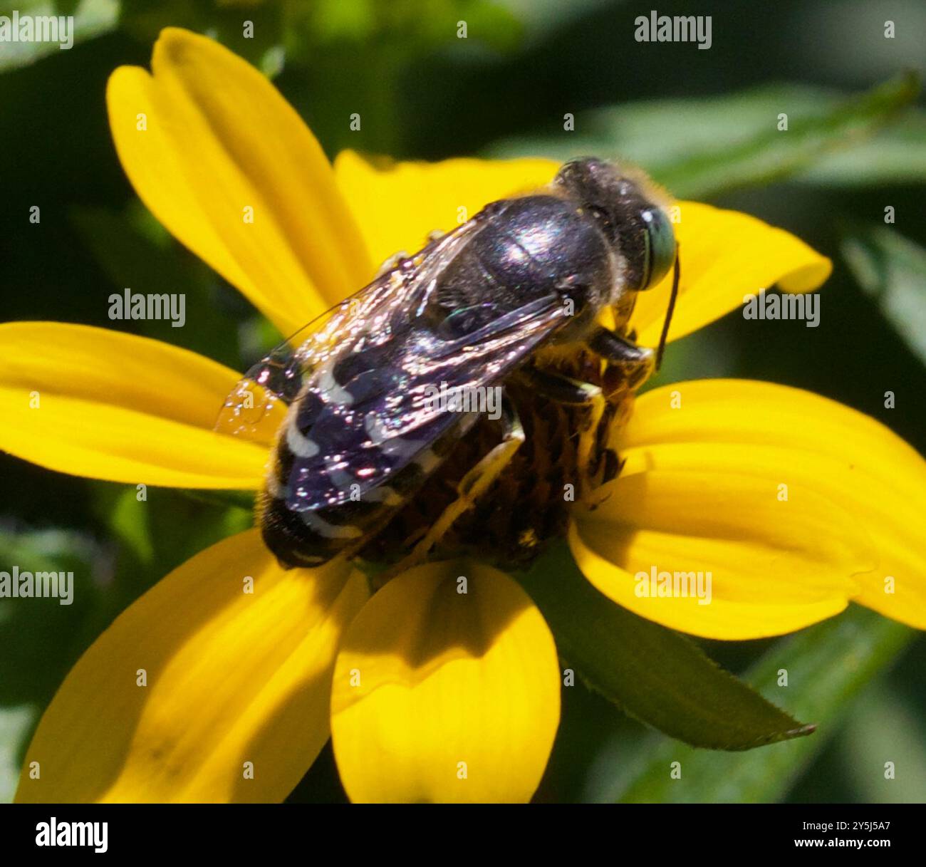 American Sand Wasp (Bembix americana) Insecta Stock Photo - Alamy