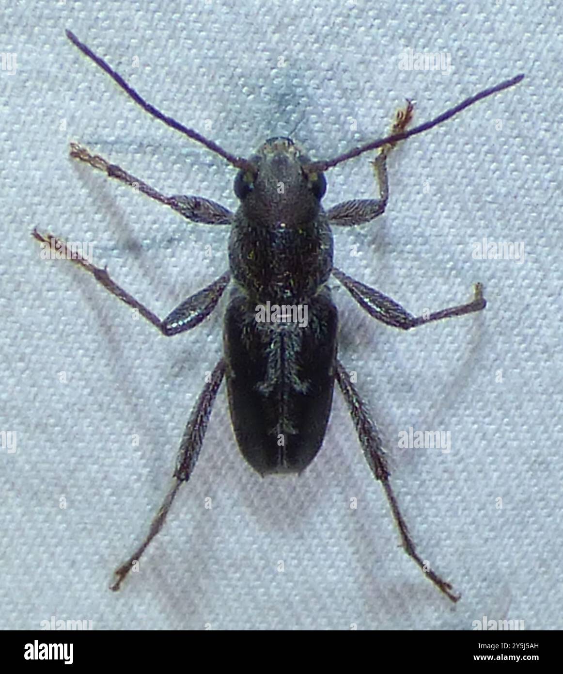 Arrowhead Borer (Xylotrechus sagittatus) Insecta Stock Photo - Alamy