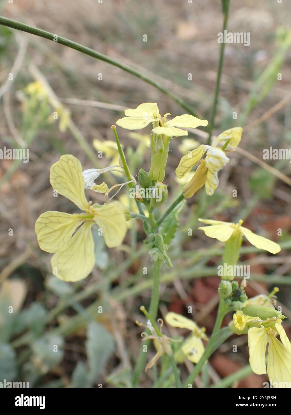 Mediterranean Radish (Raphanus raphanistrum landra) Plantae Stock Photo ...
