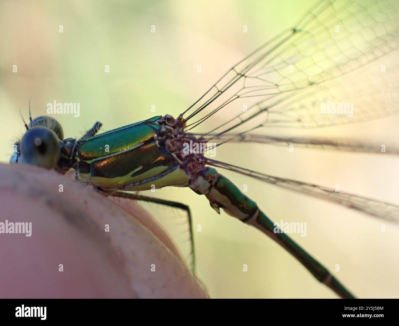Western Willow Spreadwing (Chalcolestes viridis) Insecta Stock Photo ...