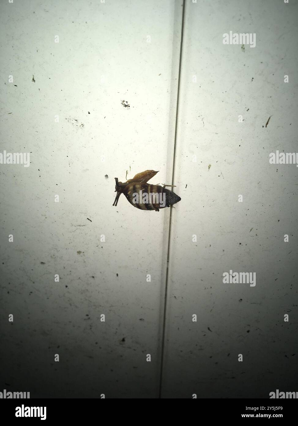 West Indian Bulimulus (Bulimulus guadalupensis) Mollusca Stock Photo ...