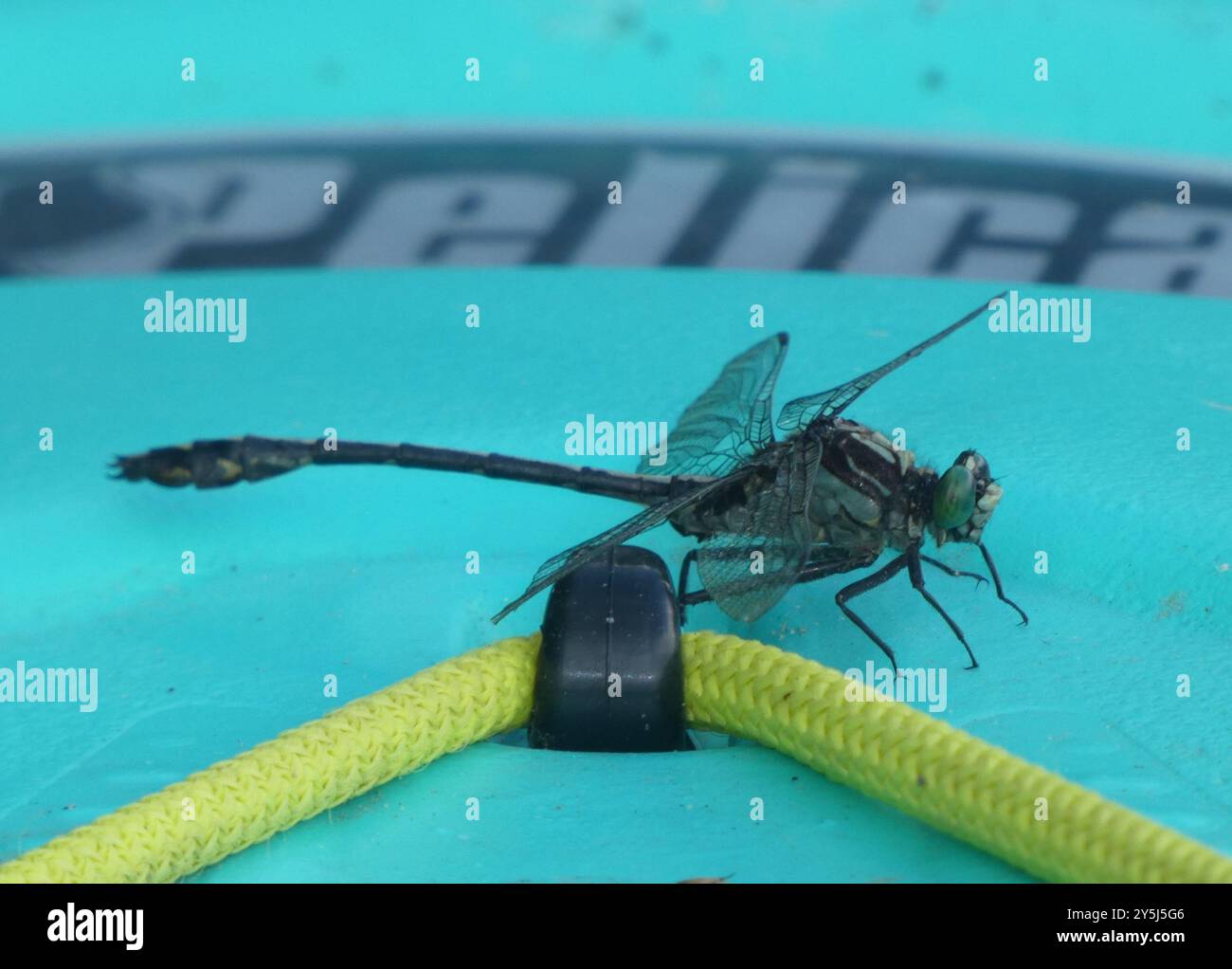 Black-shouldered Spinyleg (Dromogomphus spinosus) Insecta Stock Photo ...