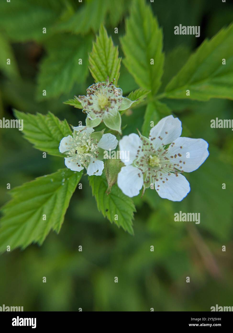 European dewberry (Rubus caesius) Plantae Stock Photo - Alamy