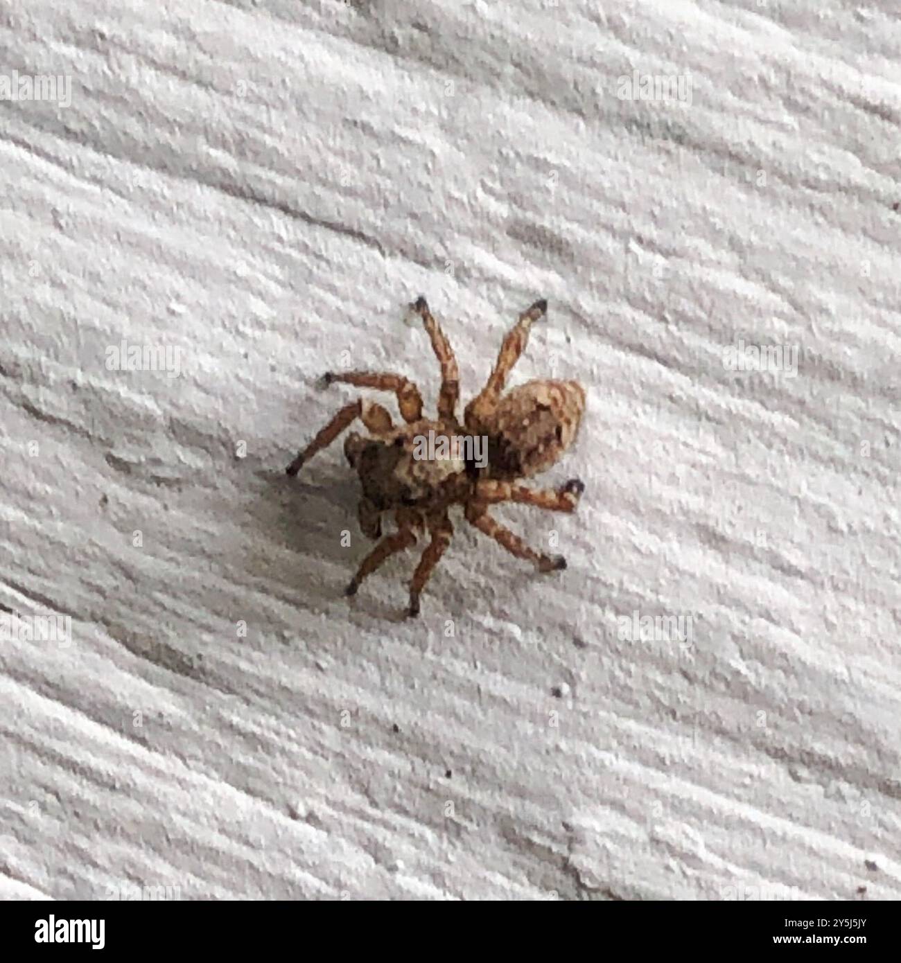 Asiatic Wall Jumping Spider (Attulus fasciger) Arachnida Stock Photo ...