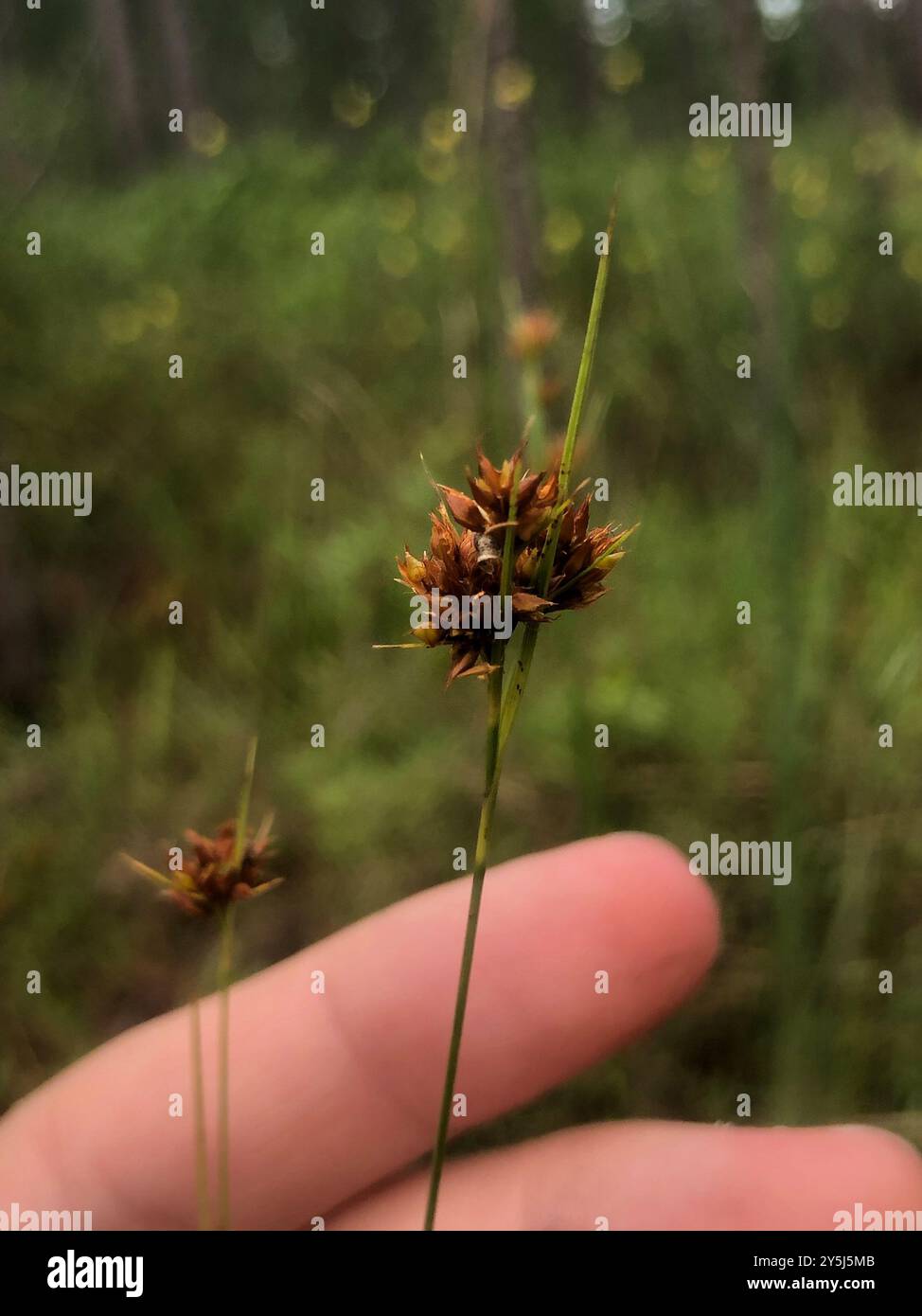 fascicled beaksedge (Rhynchospora fascicularis) Plantae Stock Photo - Alamy