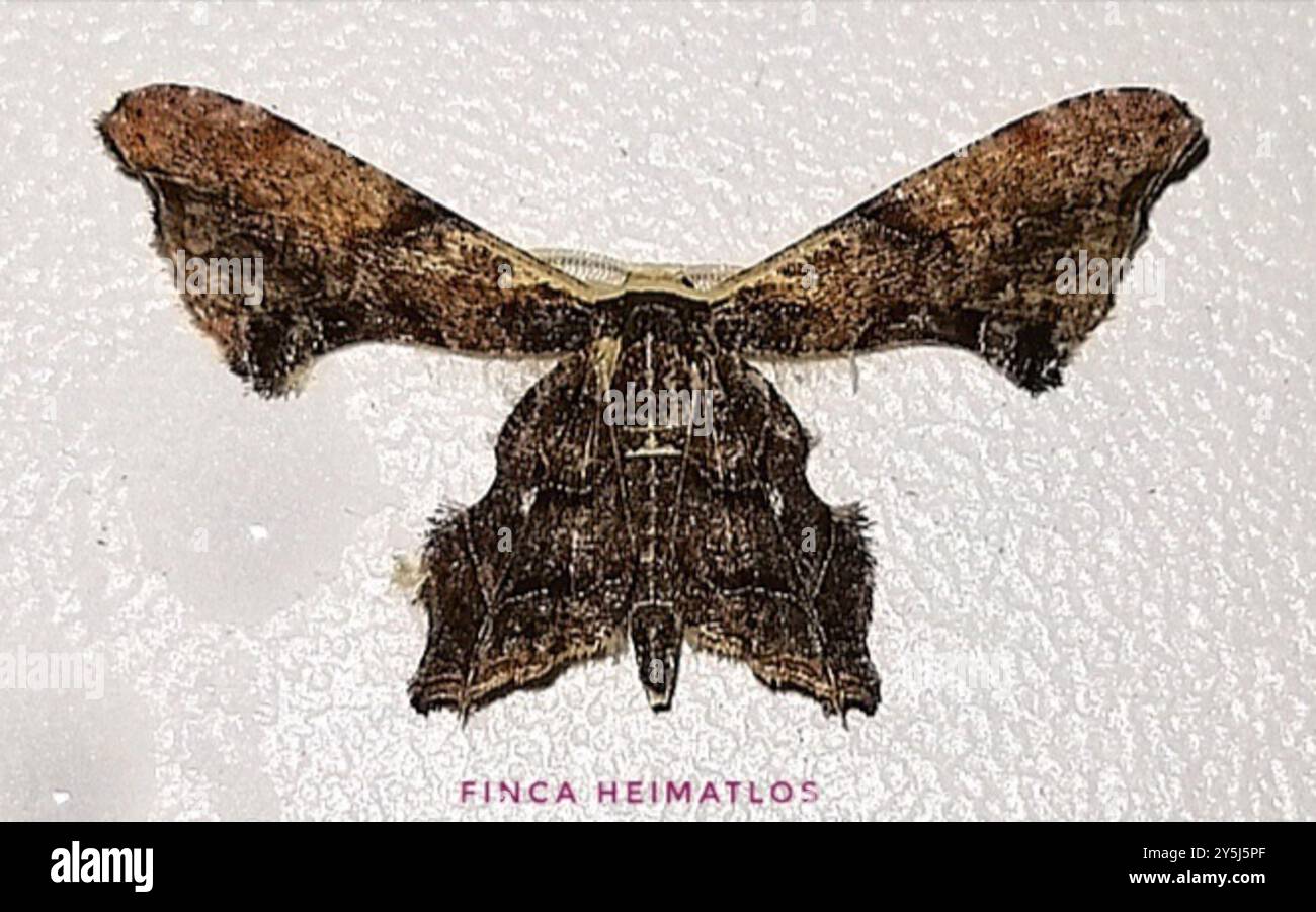Scoopwing Moths (Epipleminae) Insecta Stock Photo - Alamy