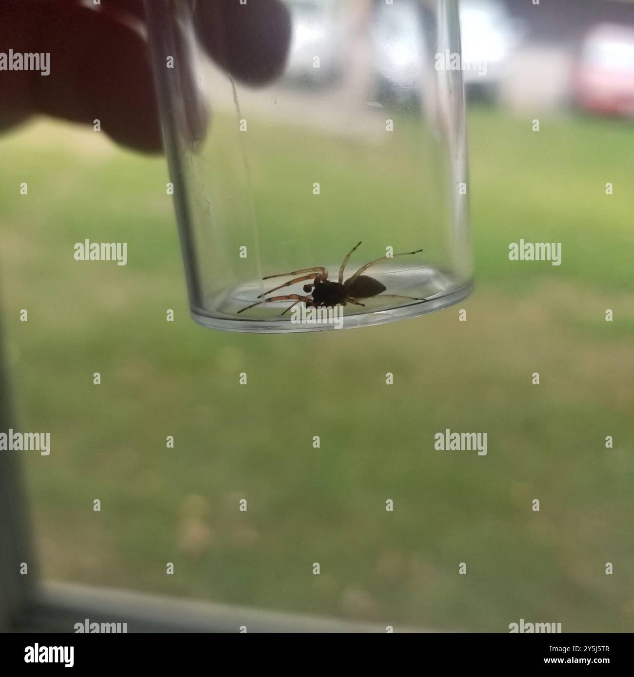 Broad-faced Sac Spider (Trachelas tranquillus) Arachnida Stock Photo ...