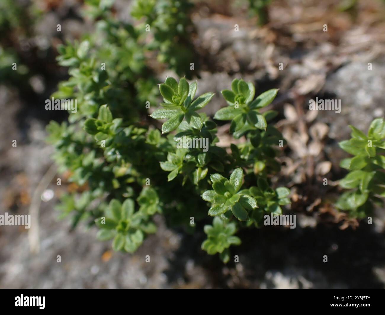 tiny bedstraw (Galium murale) Plantae Stock Photo - Alamy