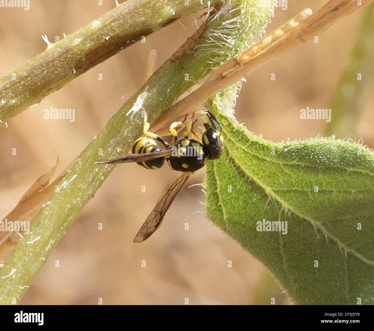 (Stenodynerus anormis) Insecta Stock Photo - Alamy