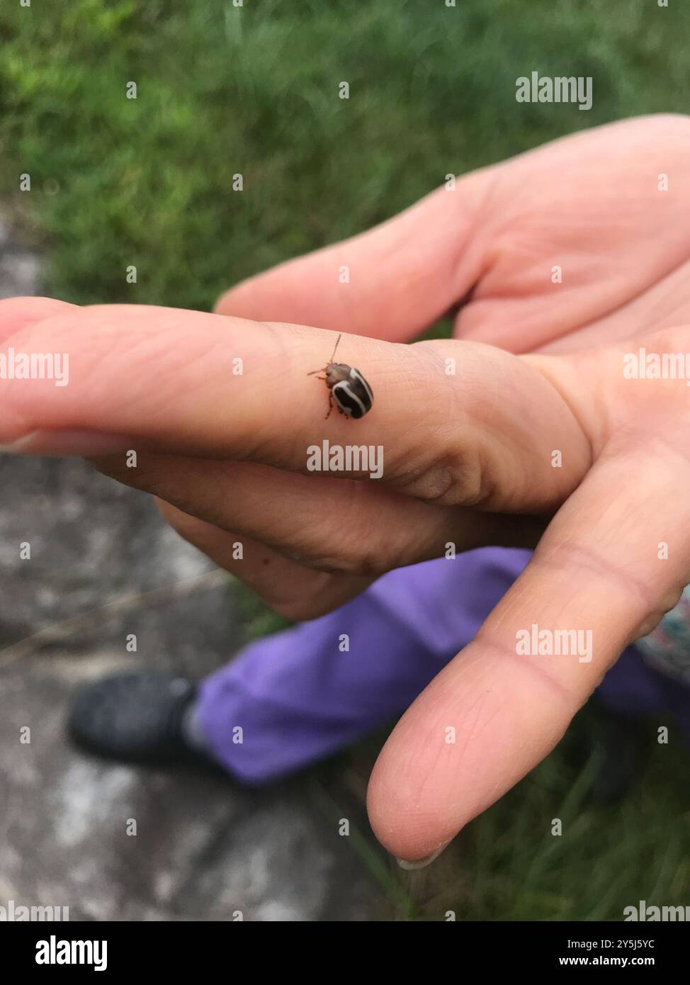 Coreopsis Beetle (Calligrapha californica) Insecta Stock Photo - Alamy