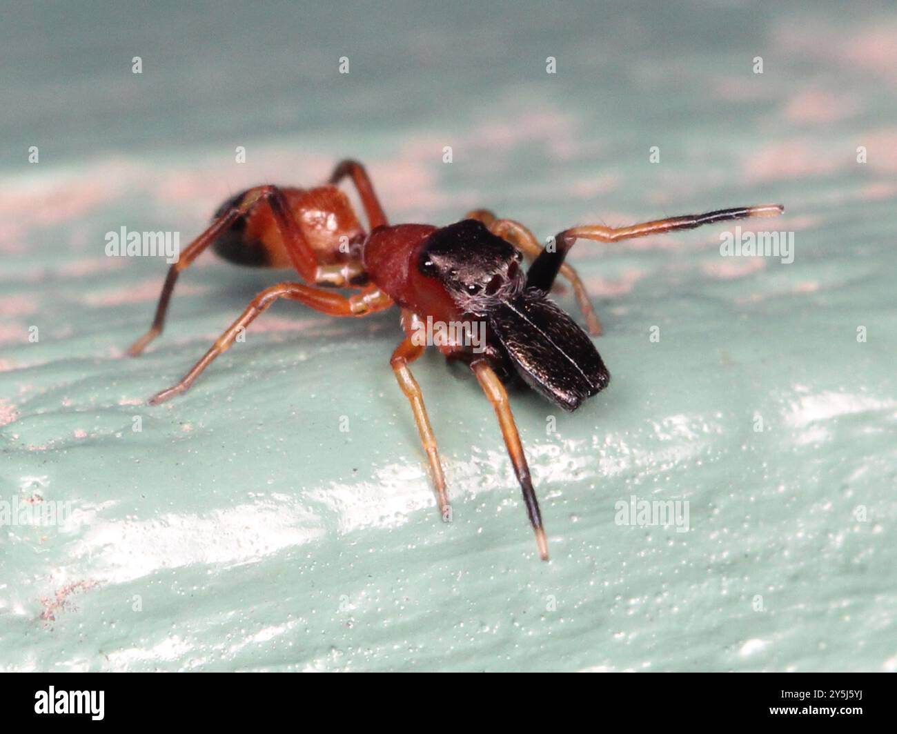 (Myrmarachne formicaria) Arachnida Stock Photo - Alamy