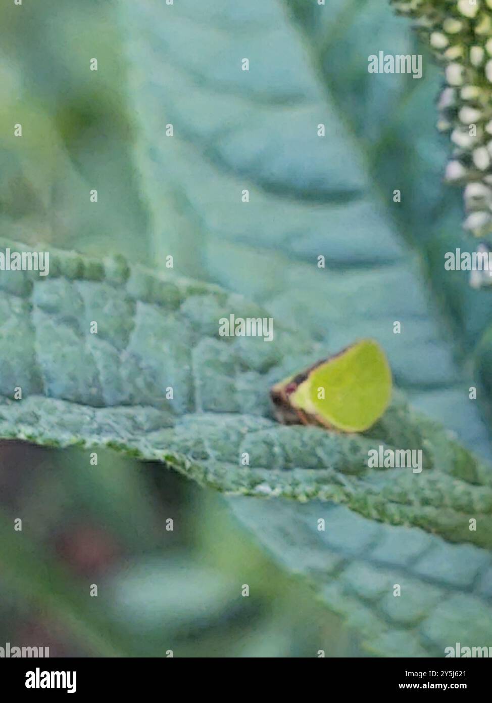 Two-striped Planthopper (Acanalonia bivittata) Insecta Stock Photo - Alamy
