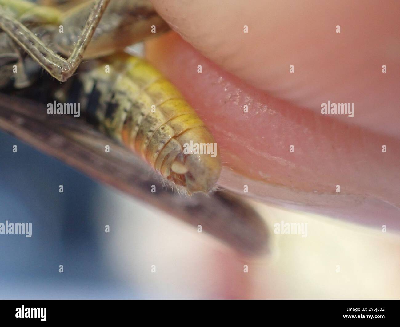 Bow-winged Grasshopper (Chorthippus biguttulus) Insecta Stock Photo - Alamy