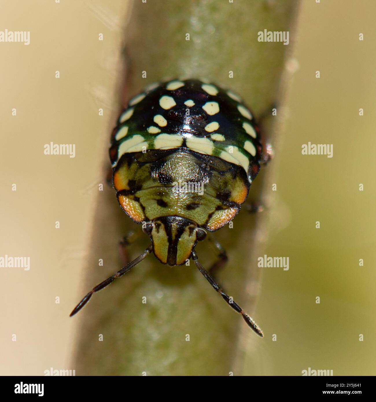 Southern Green Stink Bug (Nezara viridula) Insecta Stock Photo - Alamy