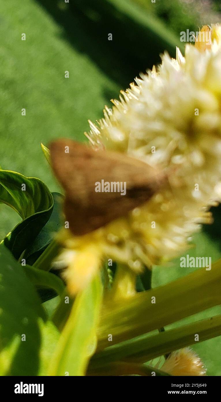 Garden Webworm Moth (Achyra rantalis) Insecta Stock Photo - Alamy