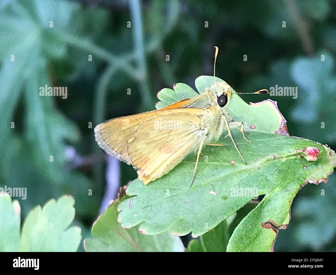 Great Basin Woodland Skipper (Ochlodes sylvanoides omnigena) Insecta ...