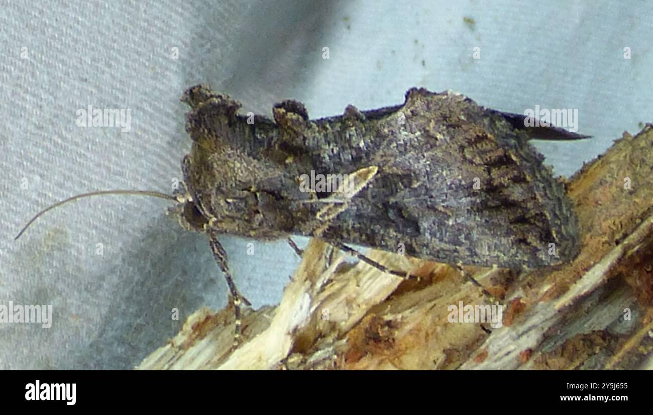 Sharp-stigma Looper Moth (Ctenoplusia oxygramma) Insecta Stock Photo ...