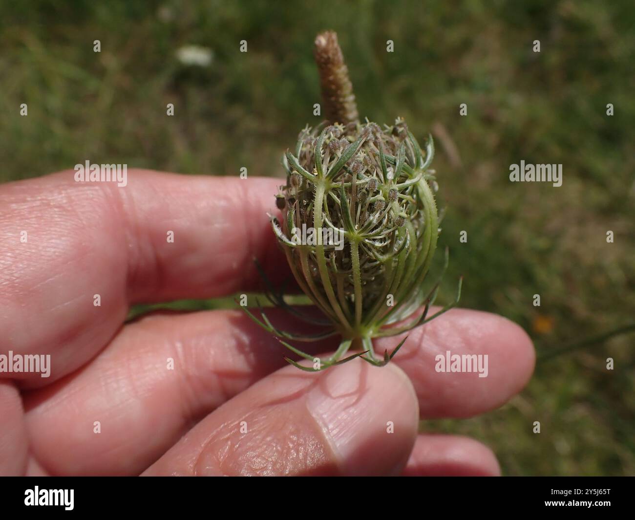 wild carrot (Daucus carota) Plantae Stock Photo - Alamy