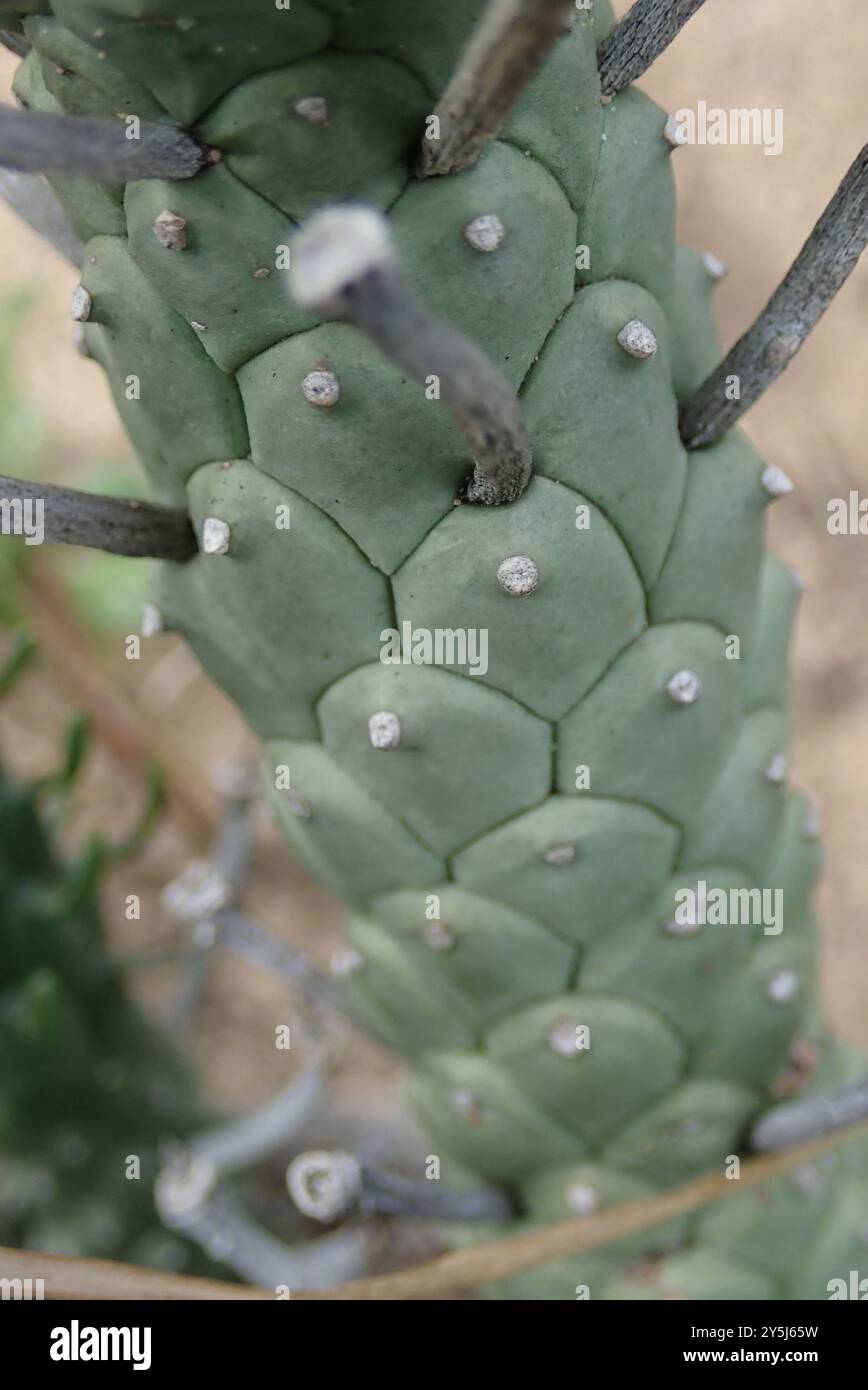 Medusa's-head (Euphorbia caput-medusae) Plantae Stock Photo - Alamy
