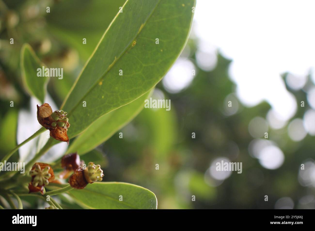(Drimys granadensis) Plantae Stock Photo - Alamy