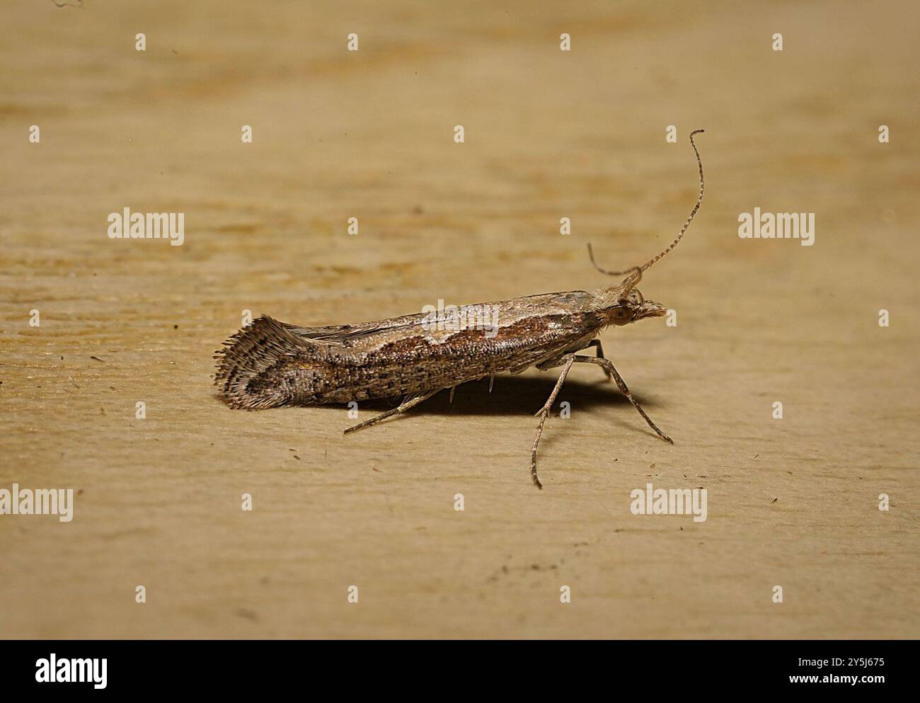 Diamondback Moth (Plutella xylostella) Insecta Stock Photo - Alamy